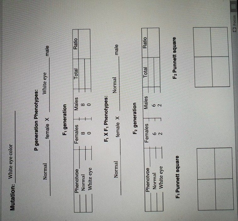 Solved Mutation: White eye color P generation Phenotypes: | Chegg.com