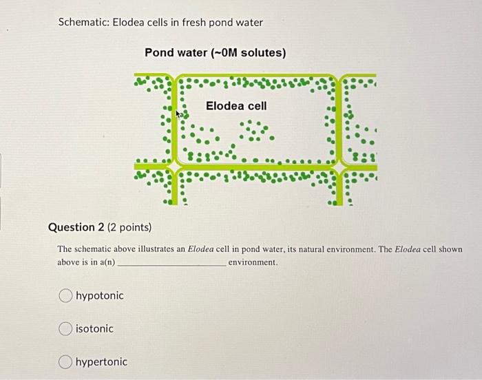 Solved Schematic: Elodea cells in fresh pond water Pond | Chegg.com