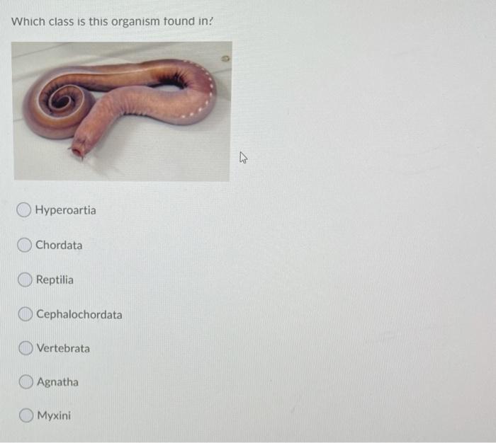 Solved Which class is this organism found in? Hyperoartia | Chegg.com