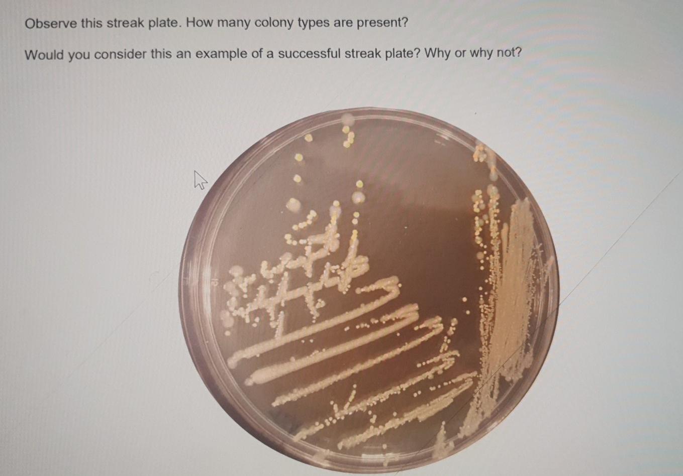 Solved Observe this streak plate. How many colony types are | Chegg.com