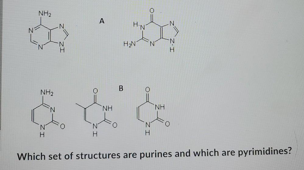 Solved NH2 A HN N N H HAN H B NH2 NH NH O N H N H N H Which | Chegg.com