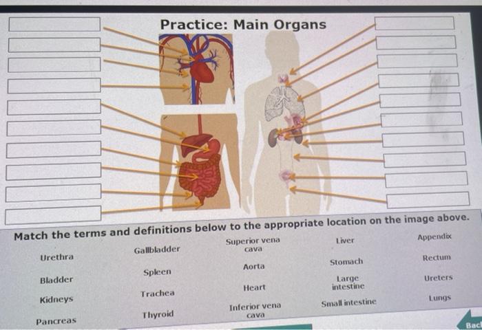 Solved Practice: The Organ Systems Match the terms and | Chegg.com
