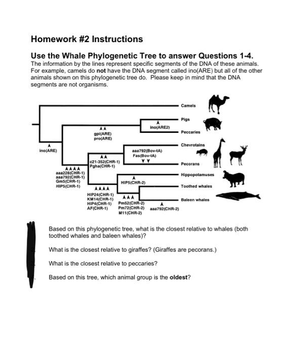Homework #2 Instructions Use the Whale Phylogenetic | Chegg.com