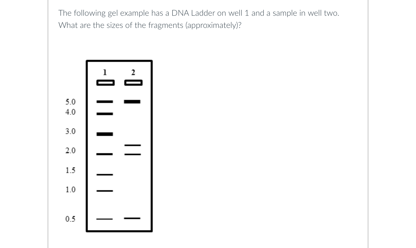 Solved The following gel example has a DNA Ladder on well 1 | Chegg.com