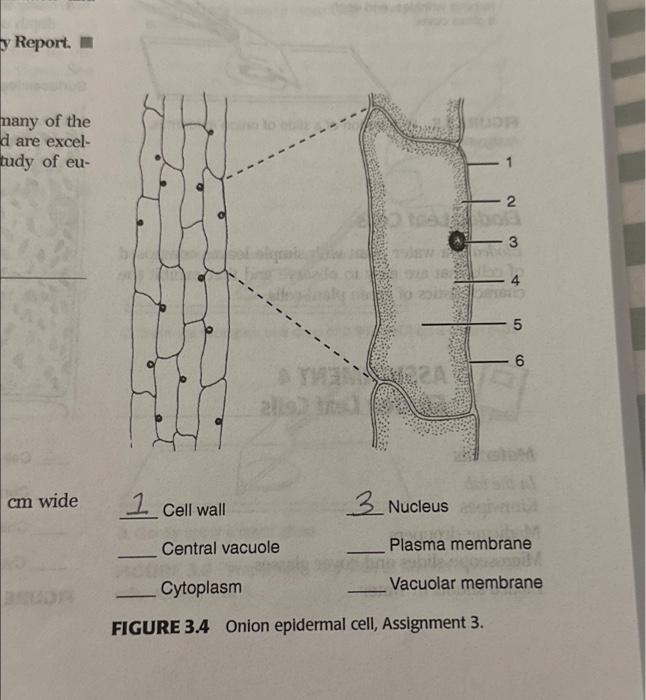 Onion Epidermal Cell Labeled Plasma Membrane