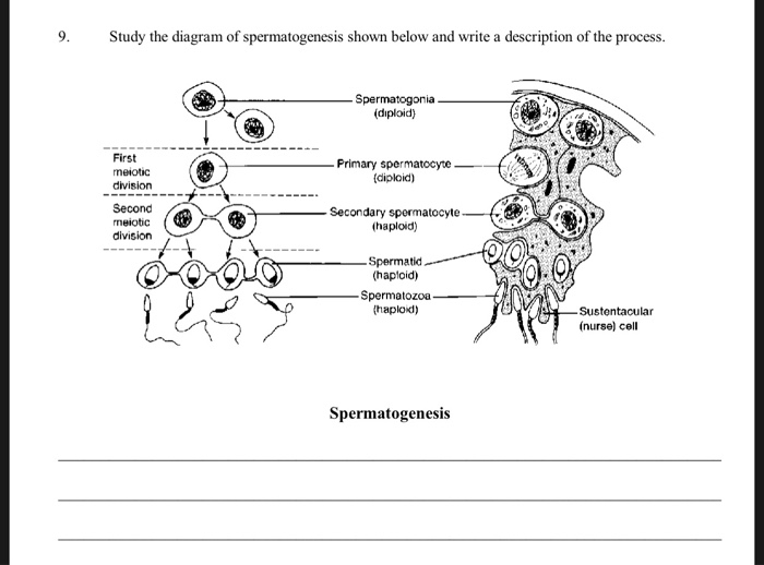 Solved 8. Study the surgical steps in the vasectomy | Chegg.com