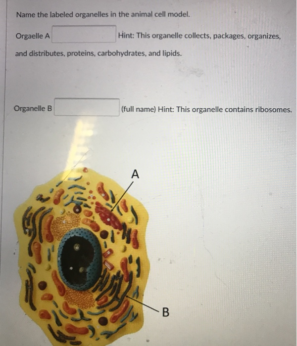Solved root cap zone of cell division zone of maturation | Chegg.com