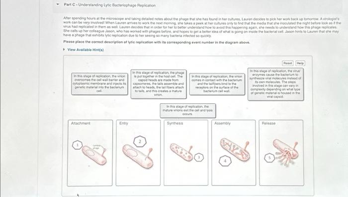 Solved Part C- Understanding Lytic Bacteriophage Replication | Chegg.com