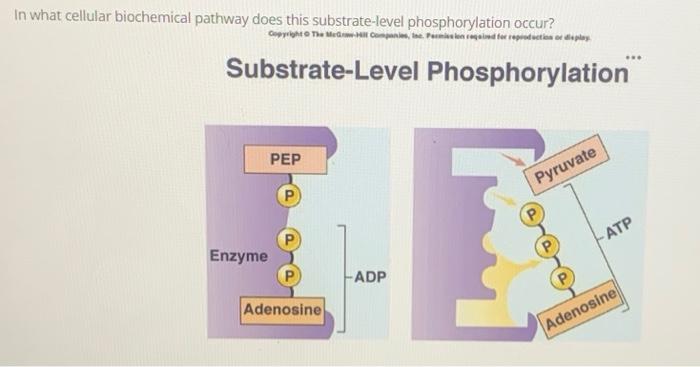 Solved In what cellular biochemical pathway does this | Chegg.com