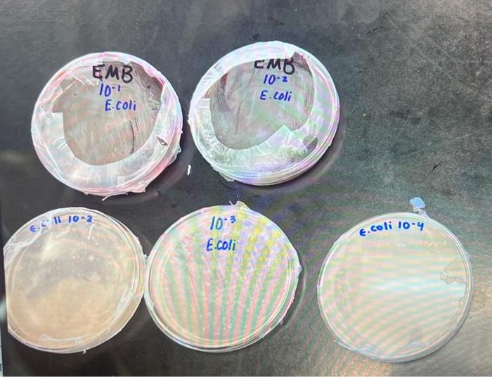 Solved E.coll Detection Standard Plate Count EMB Presumptive | Chegg.com