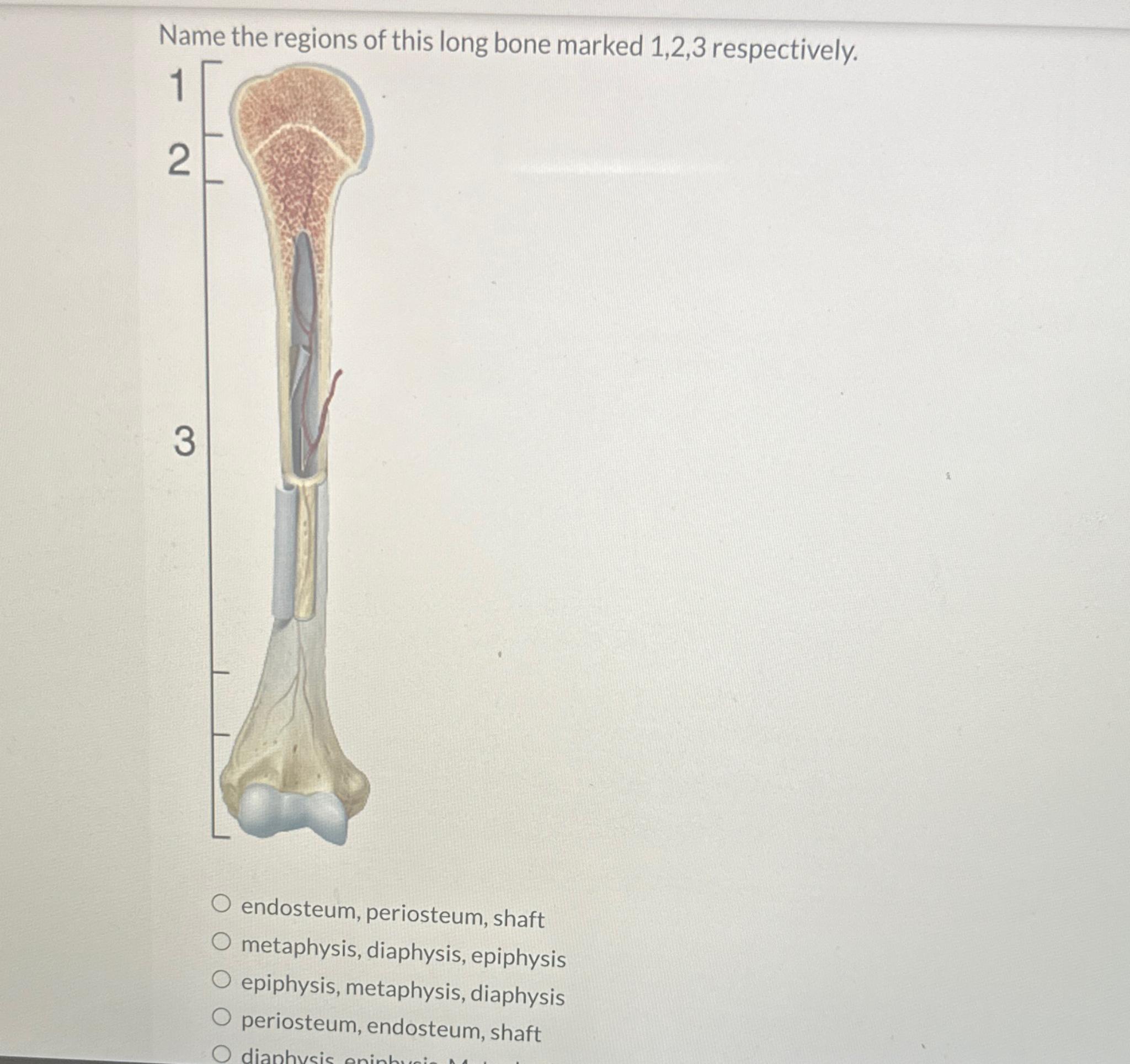 Solved Name the regions of this long bone marked 1,2,3 | Chegg.com
