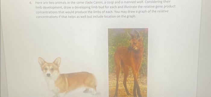 4. Here are two animals in the same clade Caninl, a | Chegg.com