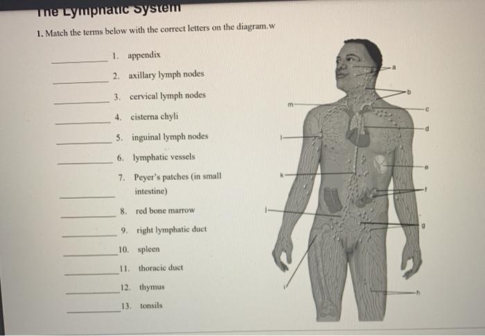 Solved The lymphatic system 1. Match the terms below with | Chegg.com Solved The lymphatic system 1. Match the terms below with | Chegg.com