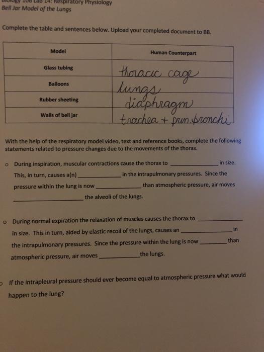 Solved Spiratory Physiology Bell Jar Model of the Lungs | Chegg.com