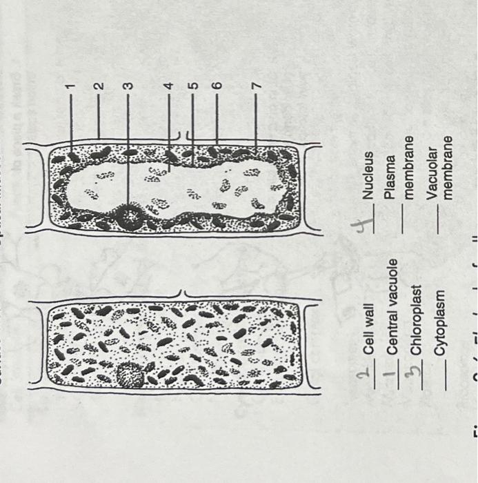 Solved 3. ONION EPIDERMAL CELLS a. List the labels for | Chegg.com