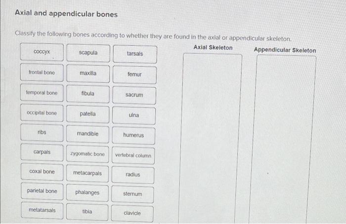 Solved Axial and appendicular bones Classify the following | Chegg.com