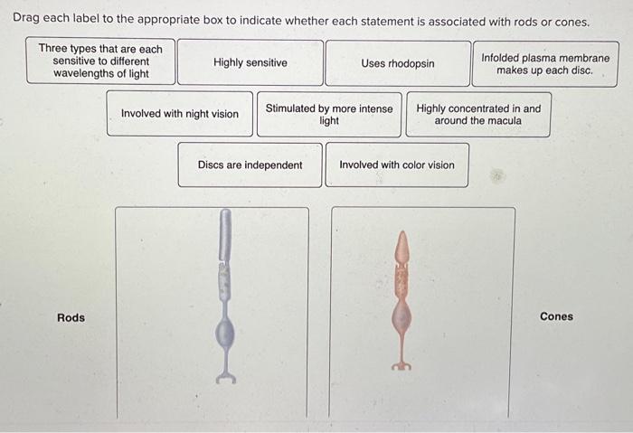 Solved Drag each label to the appropriate box to indicate | Chegg.com