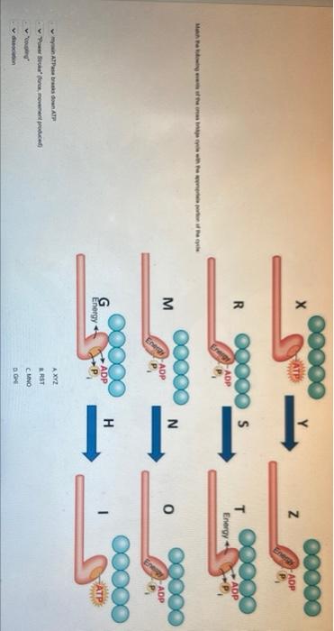 Solved match the following events of the cross bridge cycle | Chegg.com