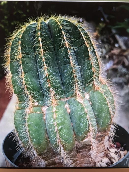 Solved Next to Sequoia Hall are the Sac State greenhouses. | Chegg.com