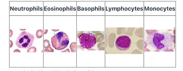 Basophils Neutrophils Lymphocytes Monocytes Eosinophils