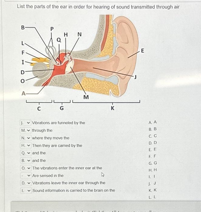 Solved List the parts of the ear in order for hearing of | Chegg.com