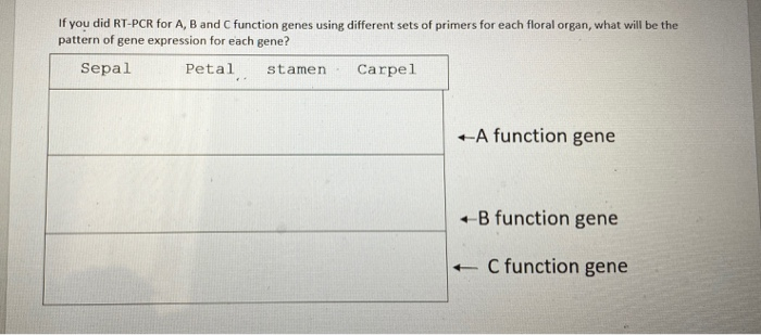 Solved According to the ABC model of flower development in | Chegg.com