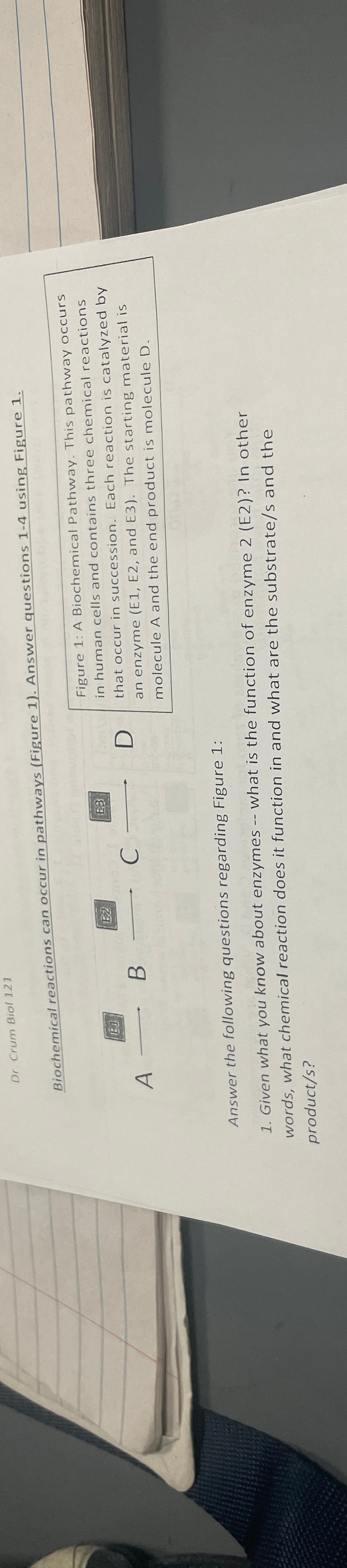 Solved Dr. ﻿Crum Biol 121Biochemical reactions can occur in | Chegg.com
