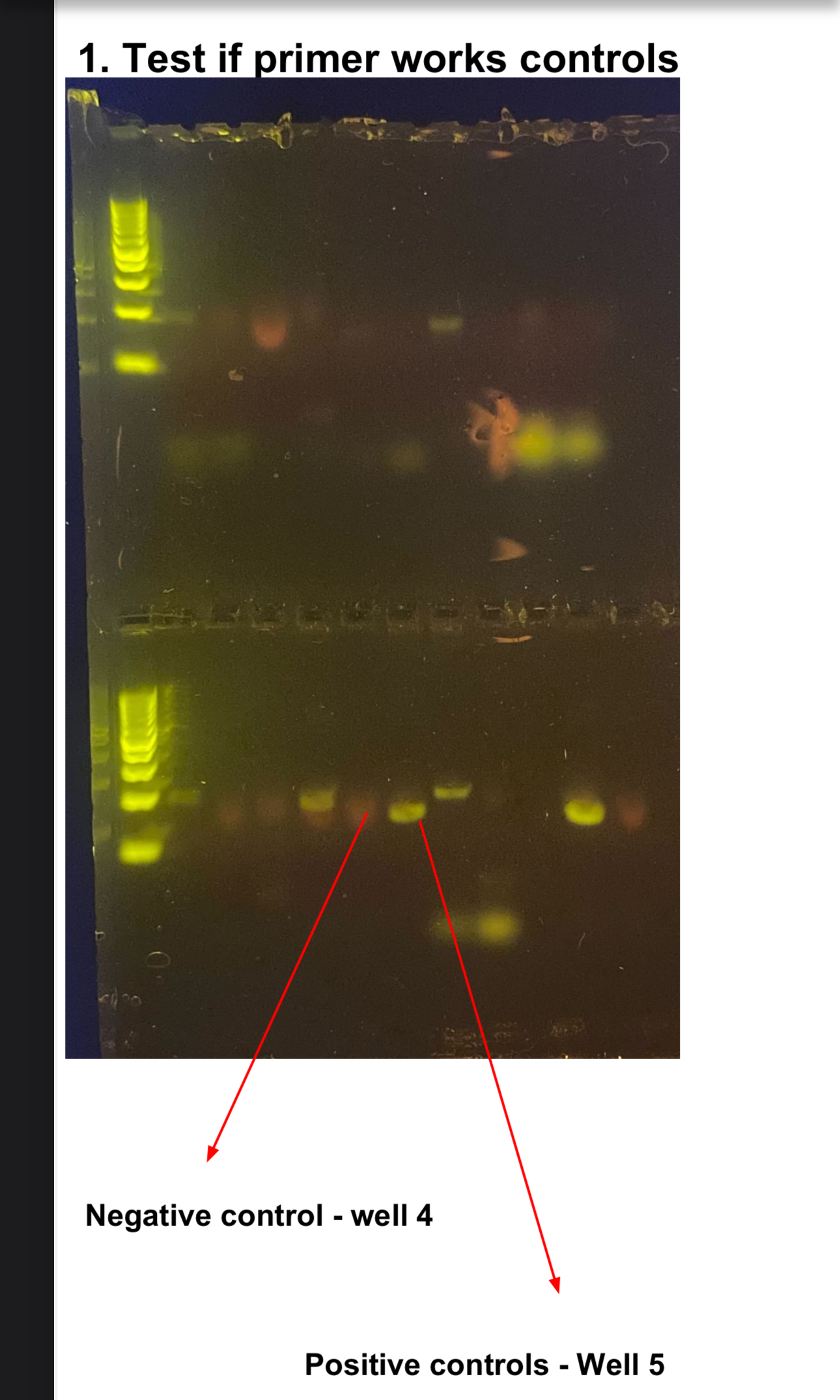 Solved Add a figure legend and describe on my pcr gel | Chegg.com