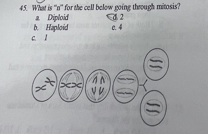 What is " n " ﻿for the cell below going through | Chegg.com