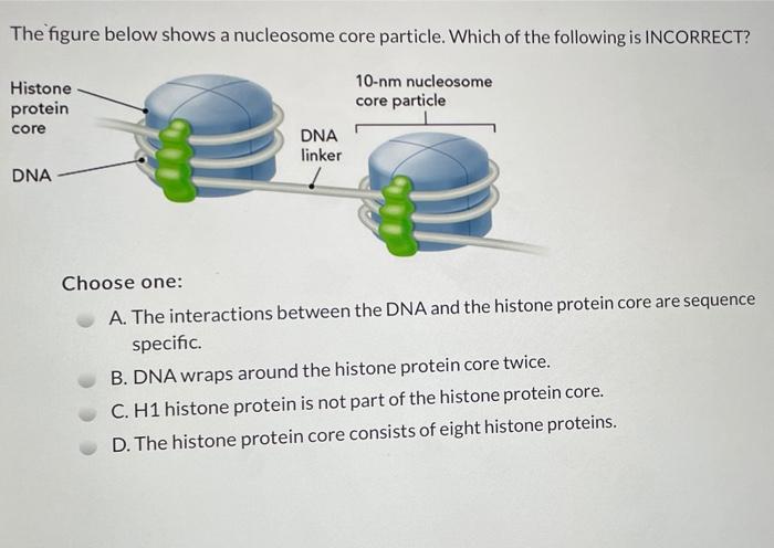 Solved The figure below shows a nucleosome core particle. | Chegg.com