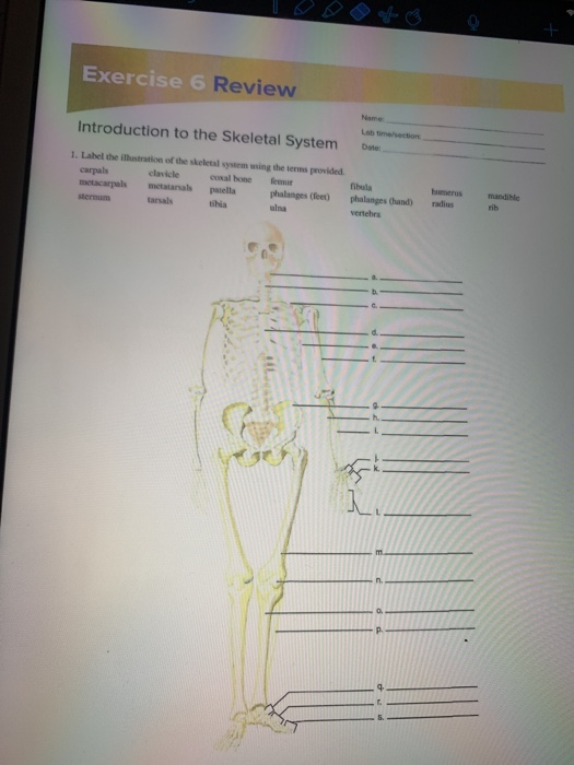 Solved Exercise 6 Review Date Introduction to the Skeletal | Chegg.com