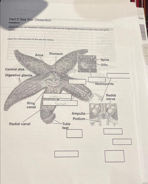 [Solved]: Part II Sea Star Dissection: Procedure : Watch th