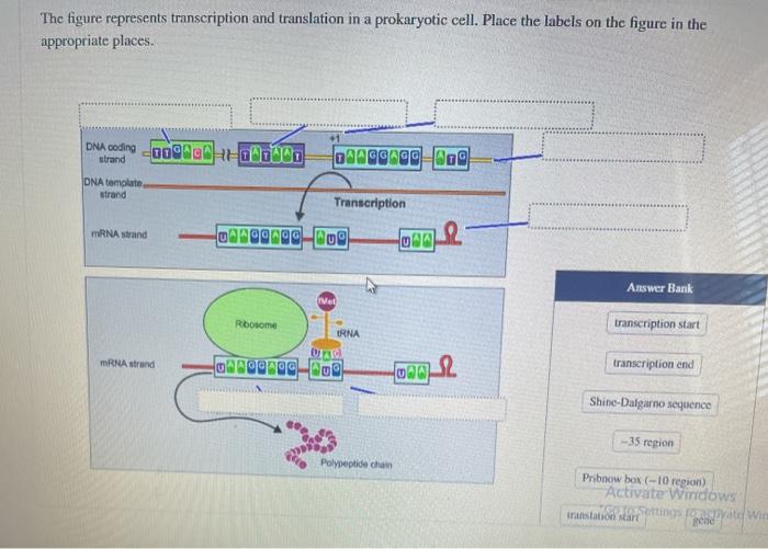 Solved The figure represents transcription and translation | Chegg.com