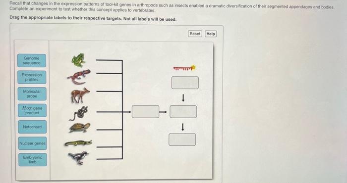 Solved Recall that changes in the expression patterns of | Chegg.com