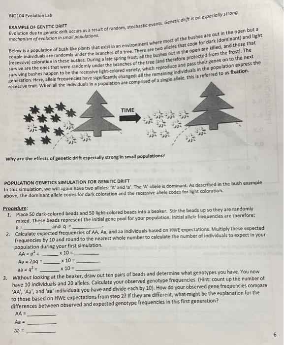 Solved B1O104 Evolution Lab EXAMPLE OF GENETIC DRIFT | Chegg.com