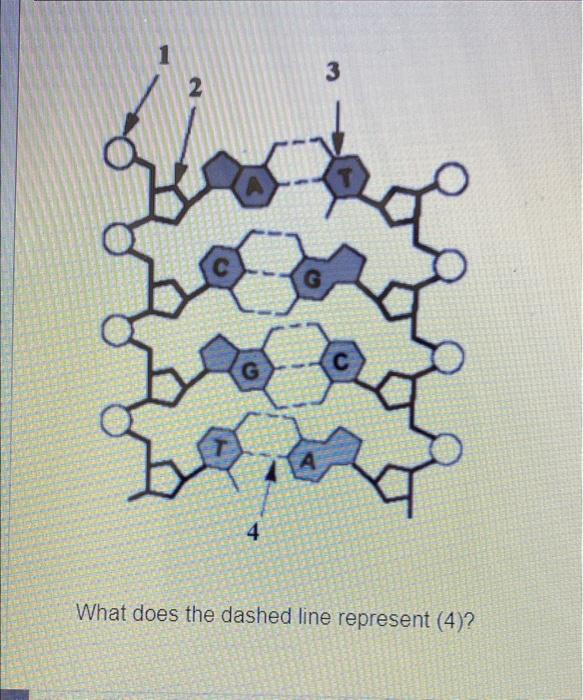 Solved 3 2 A G 4 What does the dashed line represent (4)? | Chegg.com