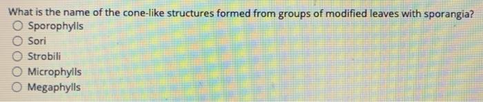 Solved What is the name of the cone-like structures formed | Chegg.com