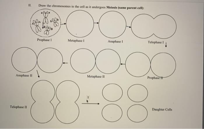 Solved The diagram below shows six cells in various phases | Chegg.com