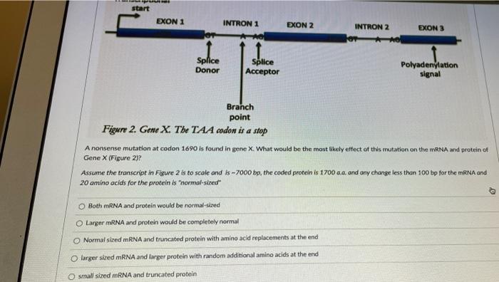 Solved start EXON 1 INTRON 1 EXON 2 EXON 3 INTRON 2 * Splice | Chegg.com