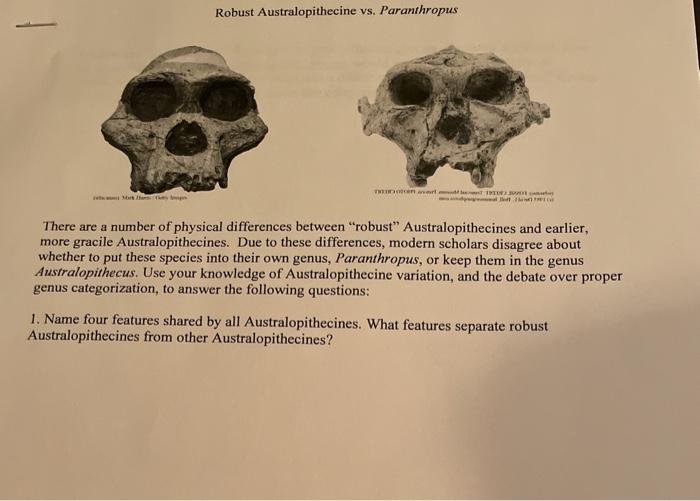 Solved Robust Australopithecine vs. Paranthropus TUOTE MIR | Chegg.com