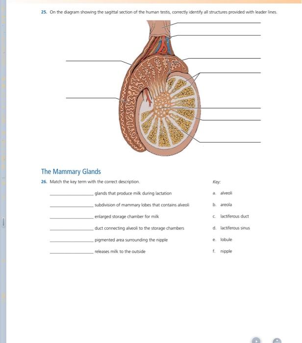 Solved 2. Identify all indicated structures or portions of | Chegg.com