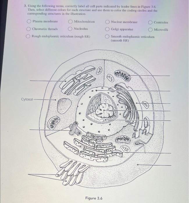 3. Using the following terms, correctly label all | Chegg.com