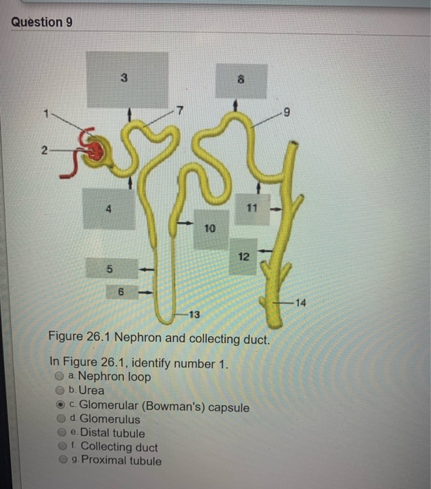 Solved Question 9 Figure 26.1 Nephron and collecting duct In | Chegg.com