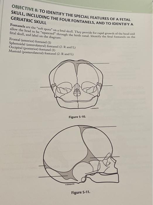 Solved OBJECTIVE 8: TO IDENTIFY THE SPECIAL FEATURES OF A | Chegg.com