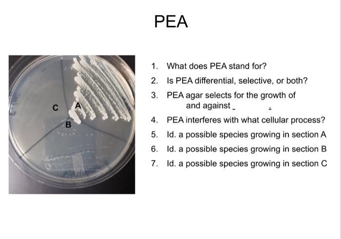 Solved 1. What does PEA stand for? 2. Is PEA differential, | Chegg.com