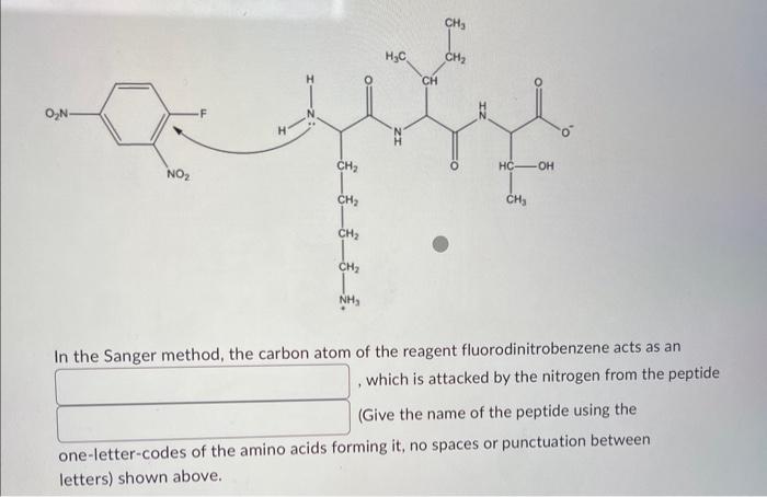 Solved In the Sanger method, the carbon atom of the reagent | Chegg.com