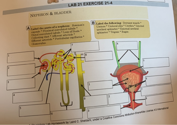 Solved LAB 21 EXERCISE 21-4 NEPHRON & BLADDER B Label the | Chegg.com