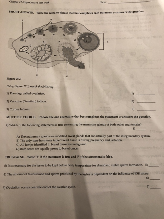 Solved Chapter 27-Reproductive seat work Name: SHORT ANSWER. | Chegg.com