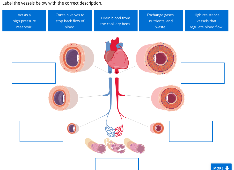 Solved Label the vessels below with the correct | Chegg.com