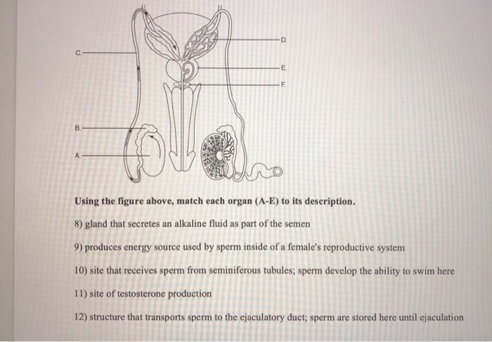 Solved D. C. E E B А. Using the figure above, match each | Chegg.com